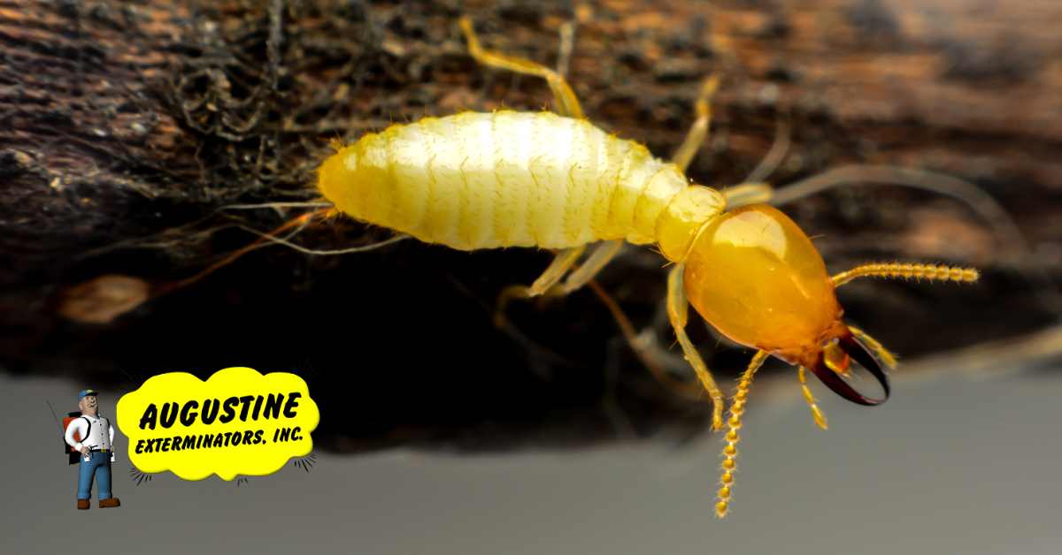 Why Fall and Winter Are Ideal for Termite Inspections