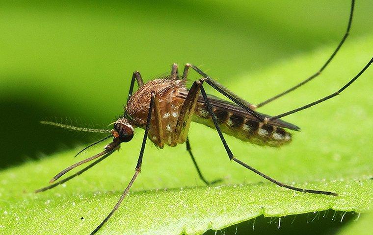 Blog - Magic Formula To Effective Mosquito Control For Your Kansas City ...