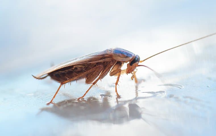 Step-by-Step Guide For Recognizing Cockroach Infestations In Kansas City