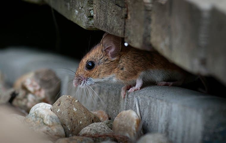 Recognizing Rodent Infestations: Identifying Signs And Solutions In ...