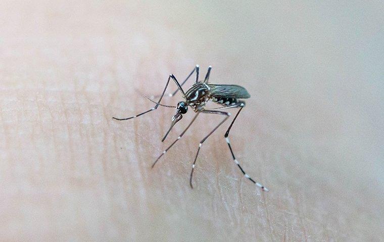 Blog - What Every Kansas City Resident Should Know About Mosquitoes